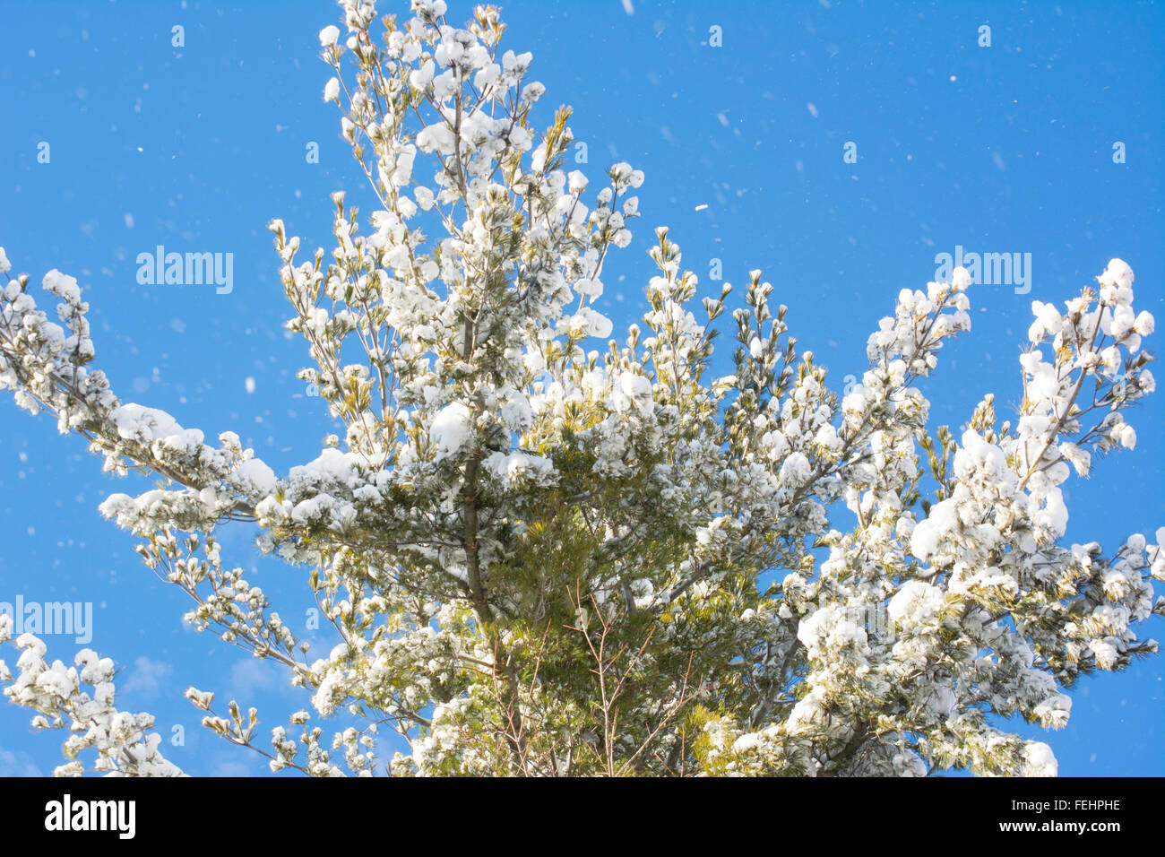 Falling snow on the tree Stock Photo - Alamy