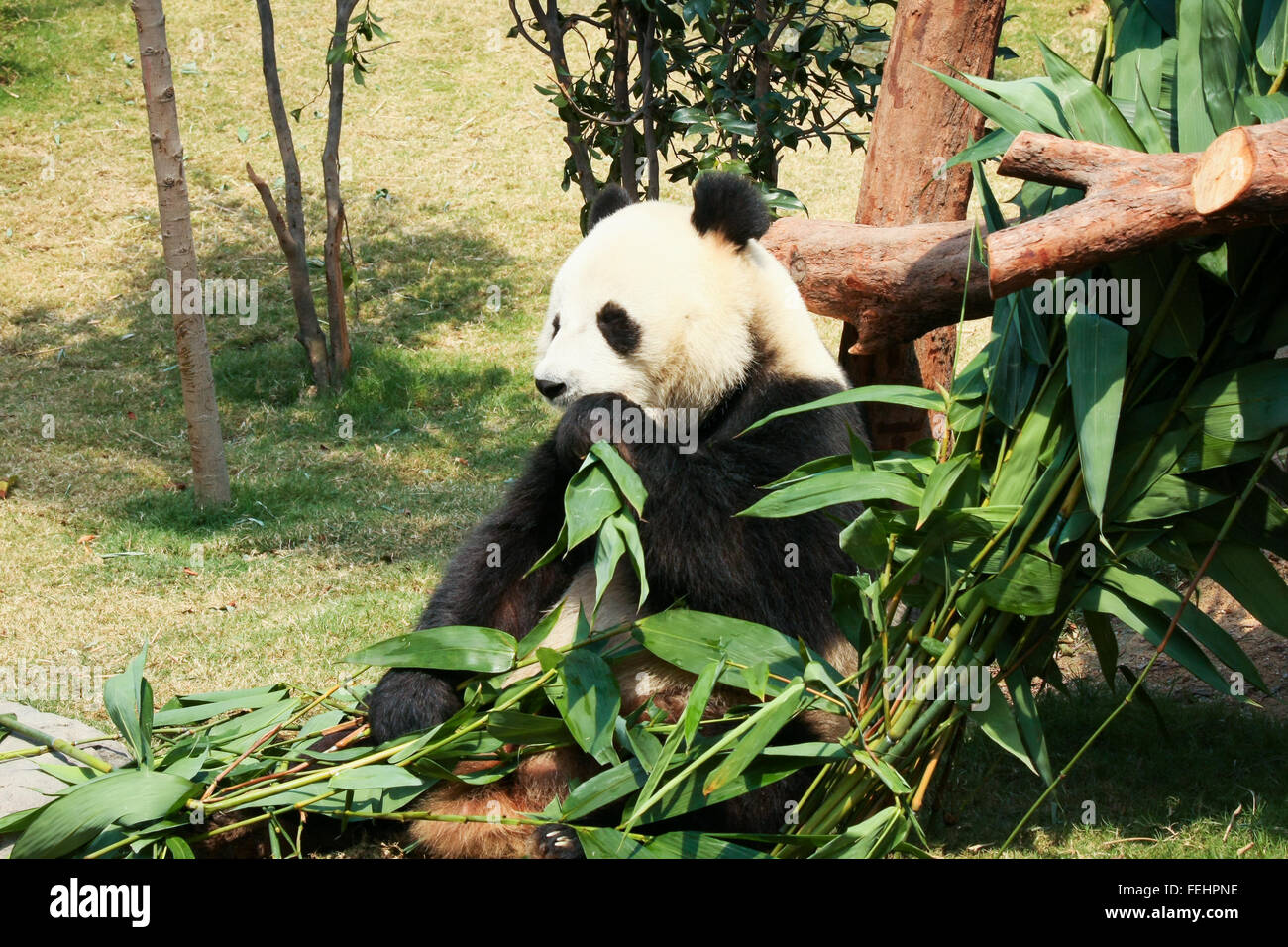 Panda eating bamboo Stock Photo - Alamy