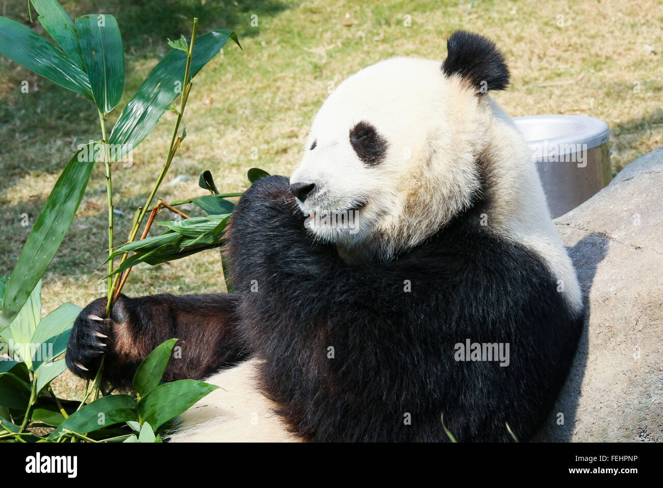 Panda eating bamboo Stock Photo - Alamy