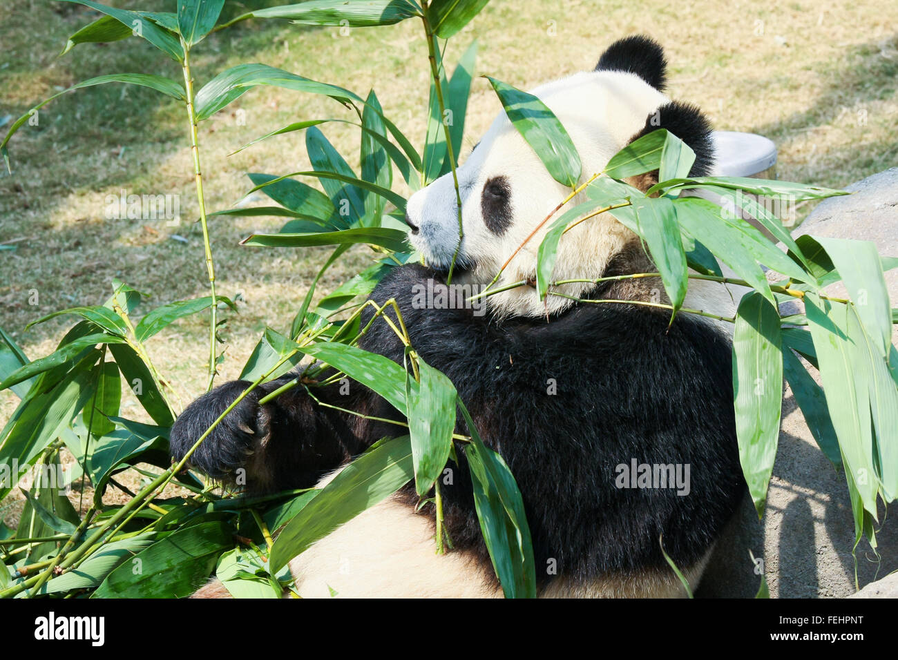 Panda eating bamboo Stock Photo - Alamy