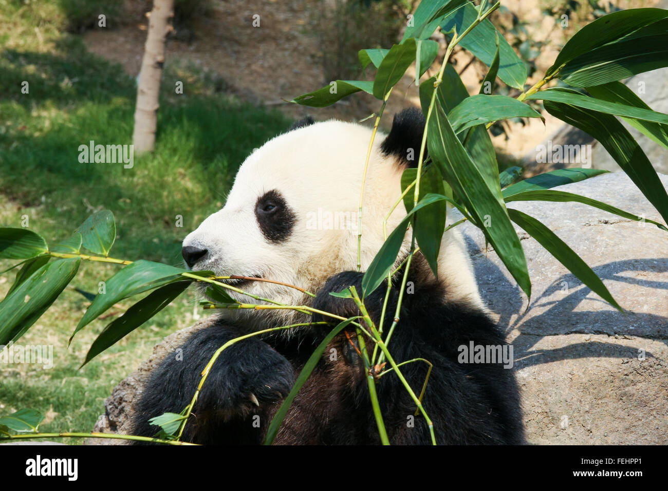 Panda eating bamboo Stock Photo - Alamy