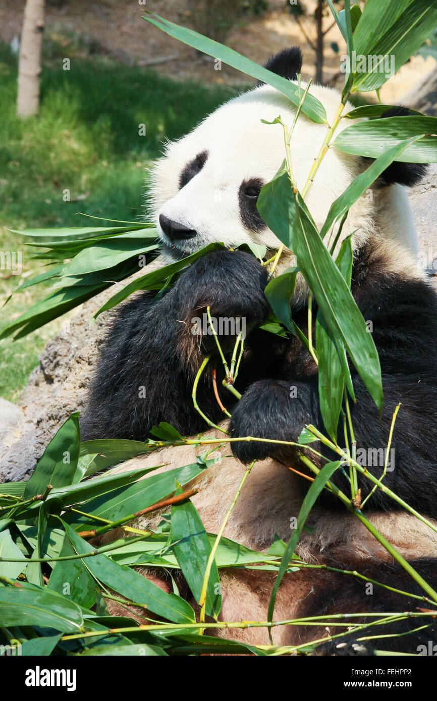 Panda eating bamboo Stock Photo - Alamy