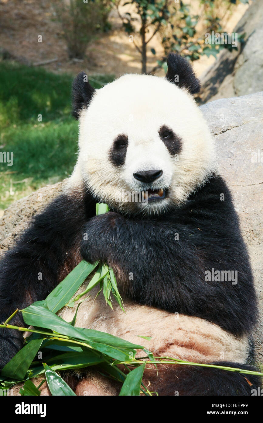 Panda eating bamboo Stock Photo - Alamy