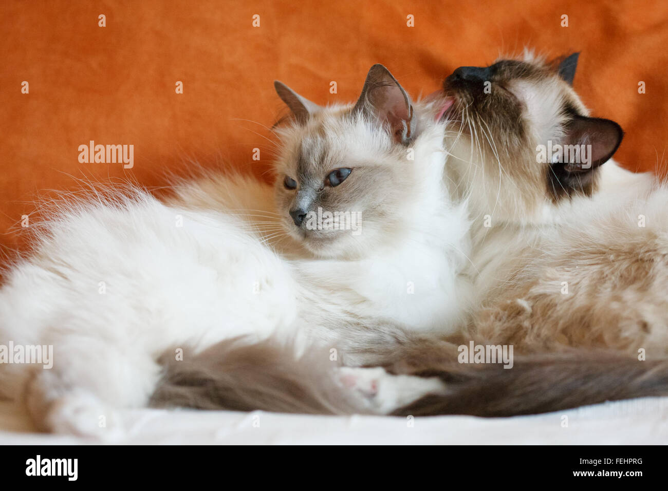 Two cute cats sleeping laying on bed close to each other Stock Photo ...
