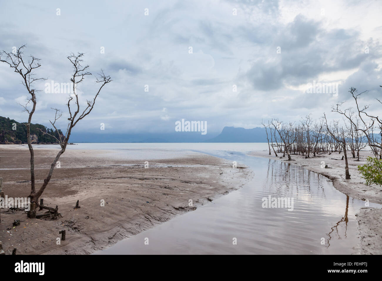 Dead trees in beach at low tide Stock Photo - Alamy