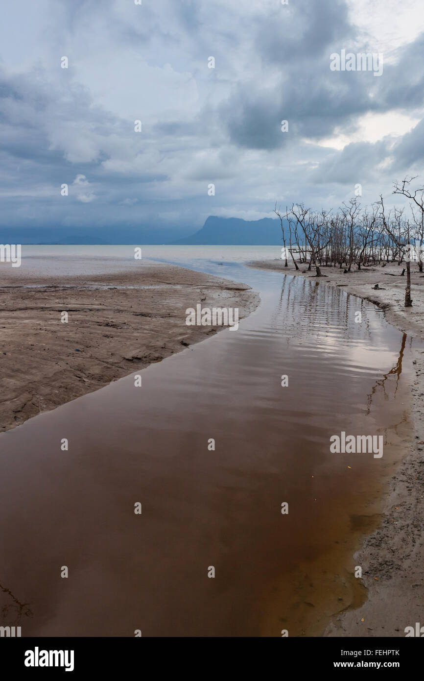 Dead trees in beach at low tide Stock Photo - Alamy