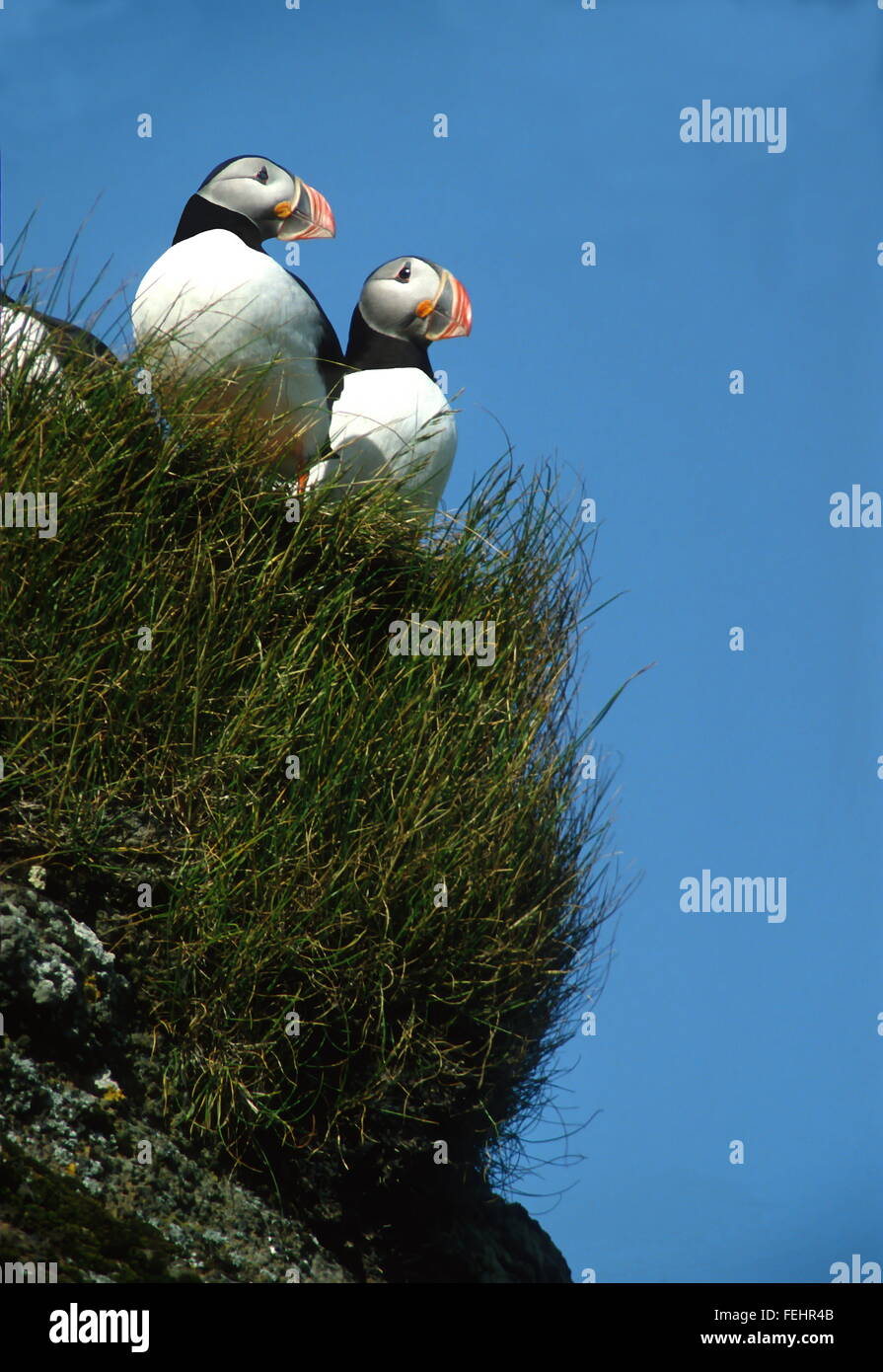 Atlantic Puffins on cliff edge with blue sky background Stock Photo - Alamy