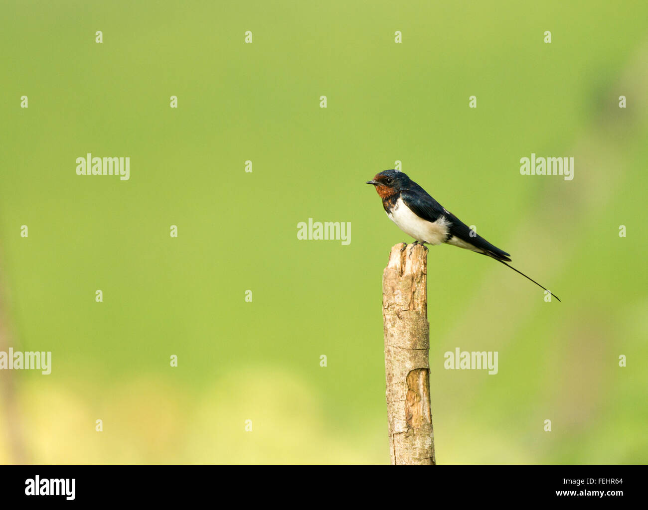Barn Swallow (Hirundo rustica Stock Photo - Alamy