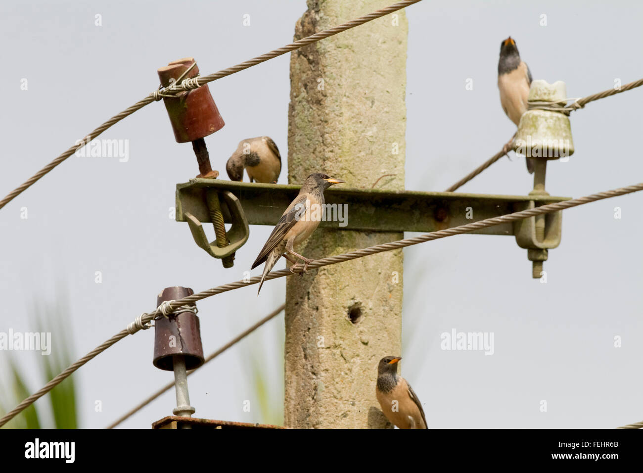 Beautiful rose bird, Rosy Starling (Pastor roseus) standing on the log ...