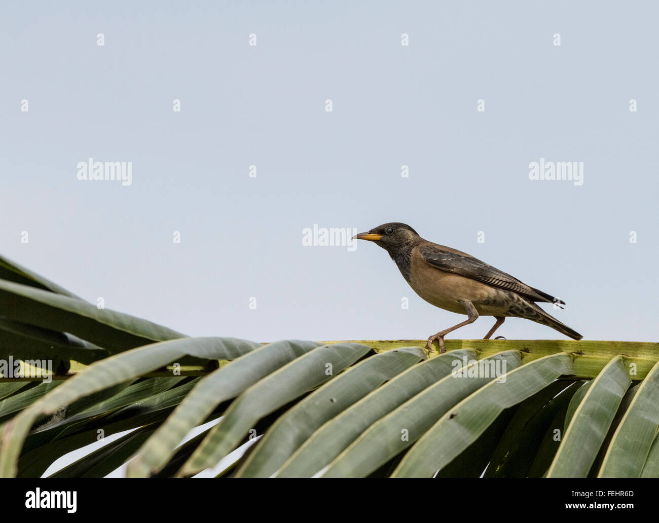 Beautiful rose bird, Rosy Starling (Pastor roseus) standing on the log ...