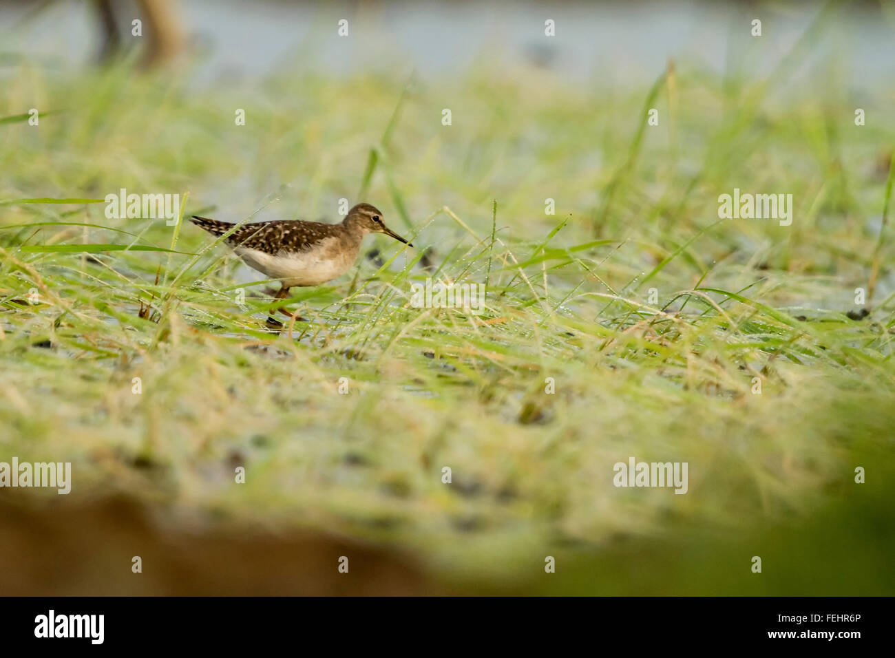 Summer plumage curlew sandpiper hi-res stock photography and images - Alamy