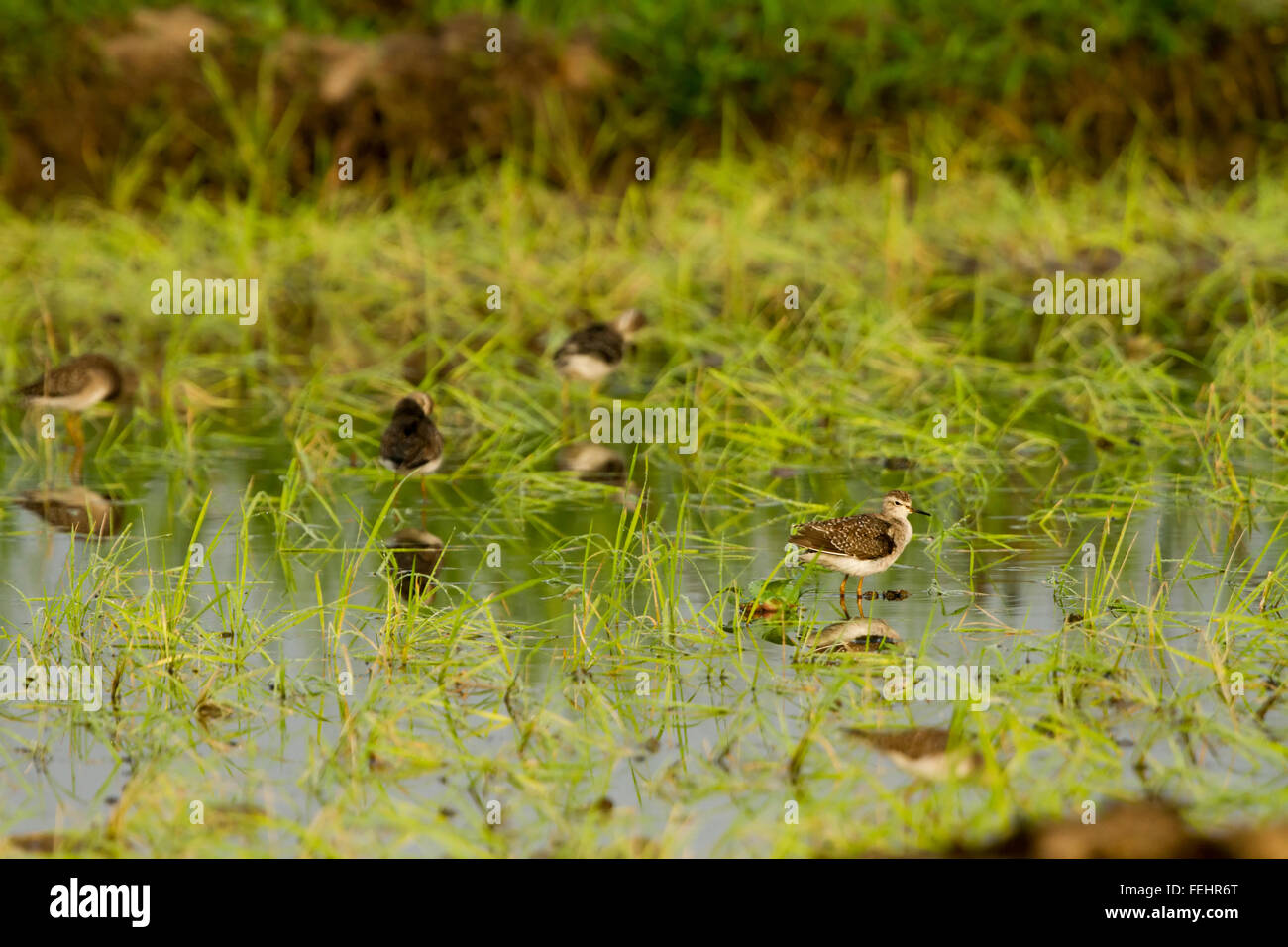 Summer plumage curlew sandpiper hi-res stock photography and images - Alamy