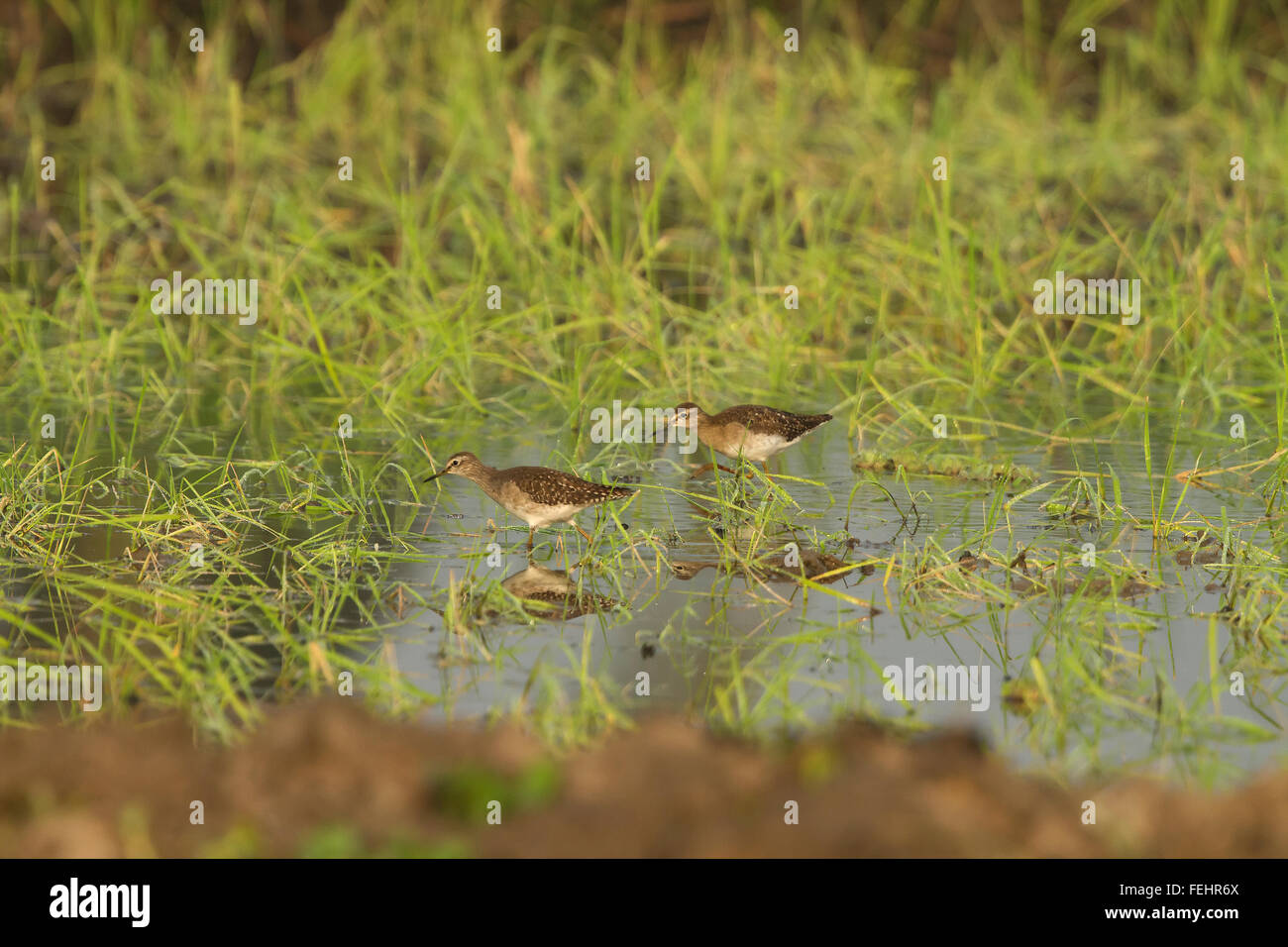 Summer plumage curlew sandpiper hi-res stock photography and images - Alamy