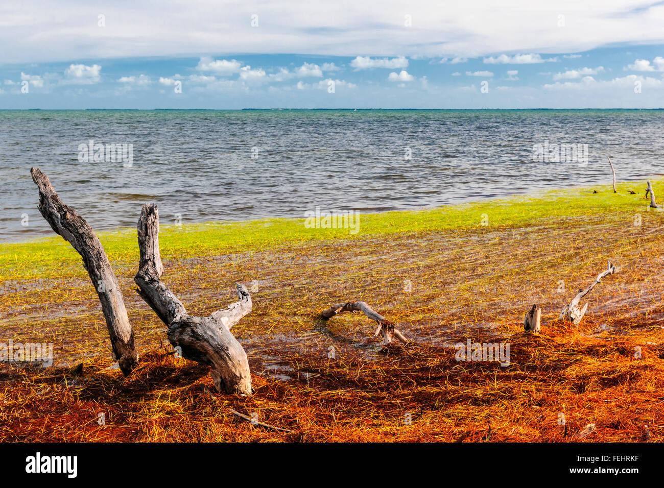 Dead tree florida keys hi-res stock photography and images - Alamy