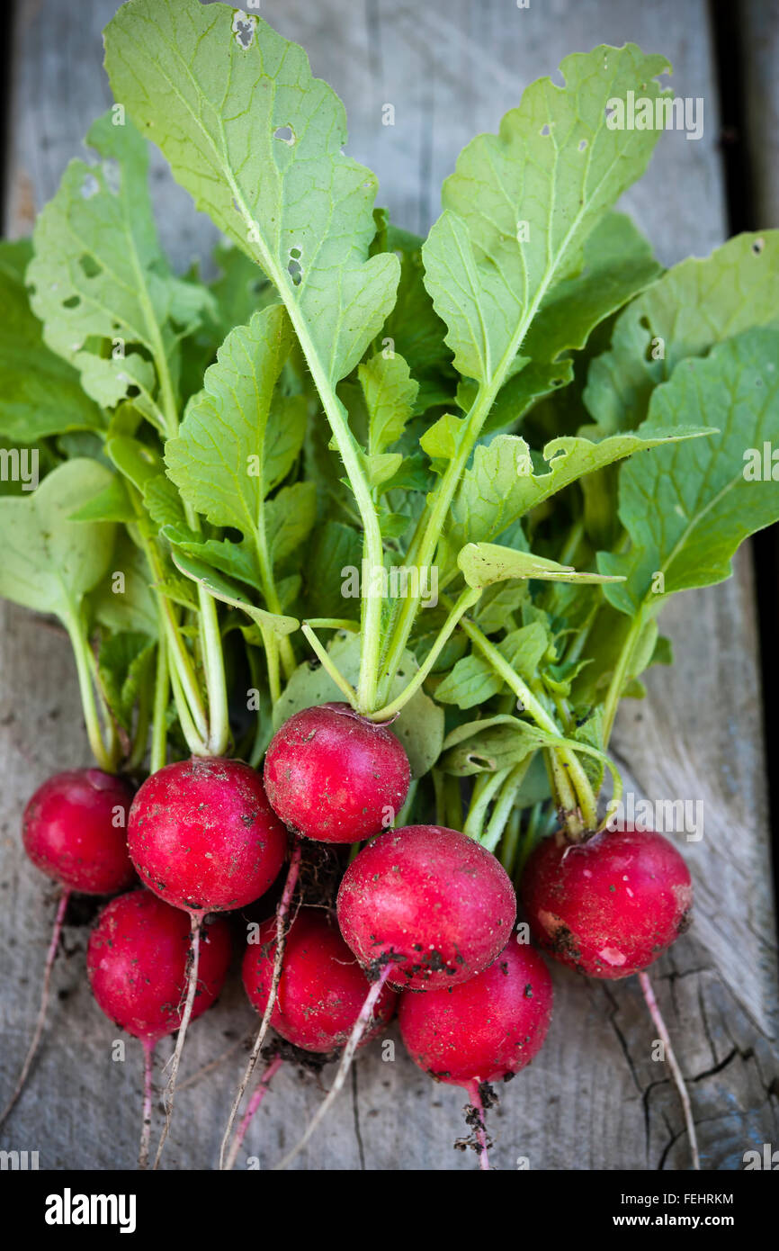 Homegrown red radishes freshly picked from garden soil on rustic wood ...