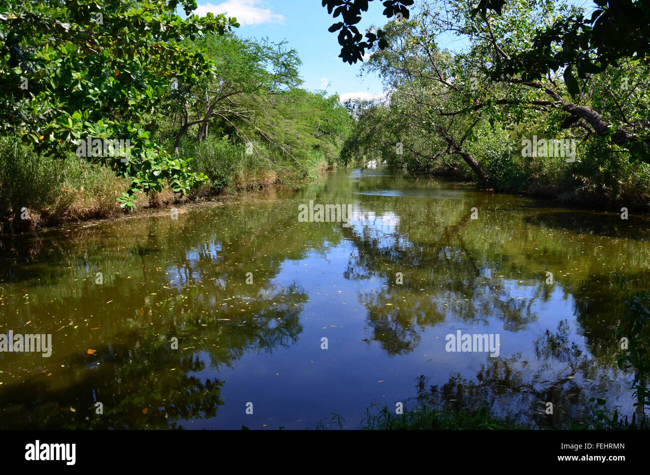 Reflection on river in forest Stock Photo - Alamy