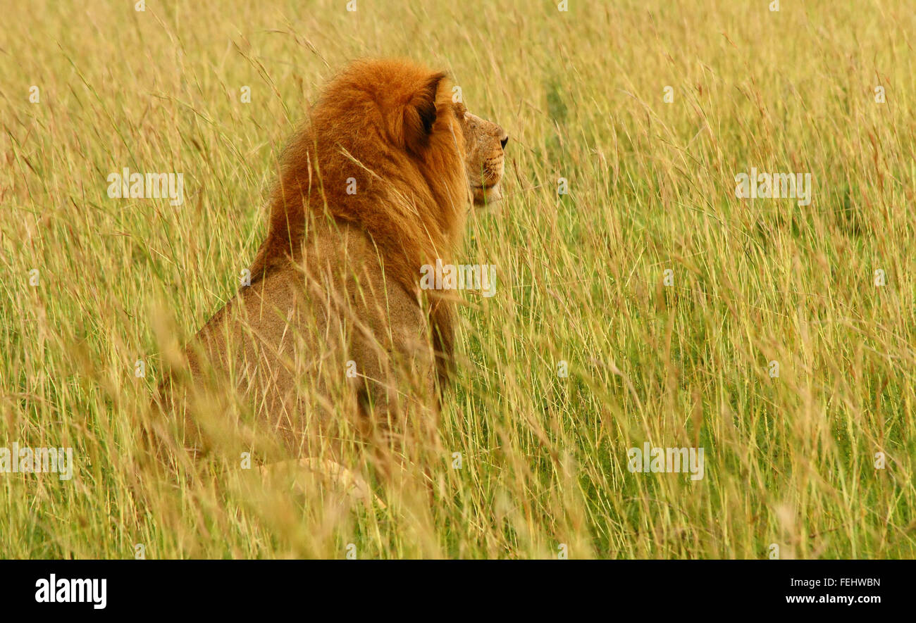 A male lion gazes into the savannah of its habitat Stock Photo - Alamy