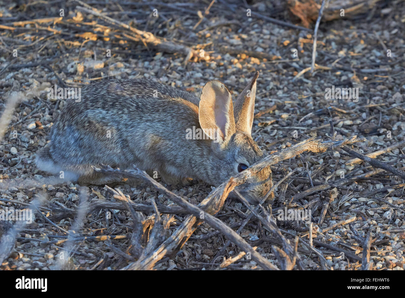 Cottontail rabbit arizona hi-res stock photography and images - Alamy