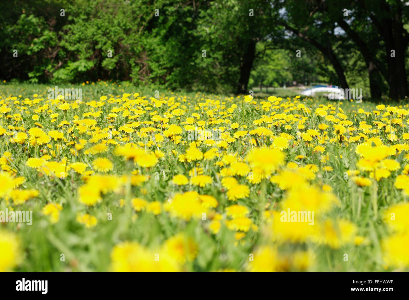 dandelion at spring in city park Stock Photo - Alamy