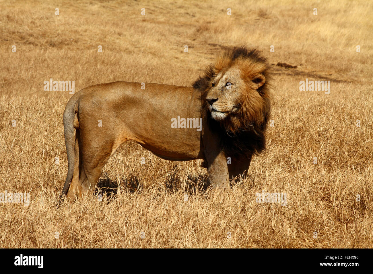 Male Lion with large mane stands strong in the savannah while it is ...