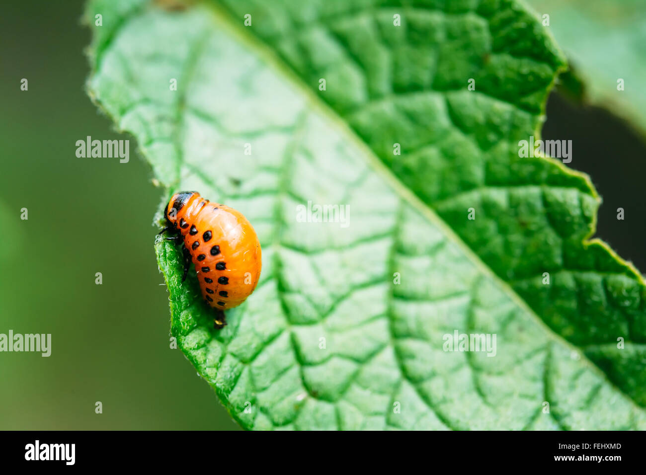 Beetle poison hi-res stock photography and images - Alamy