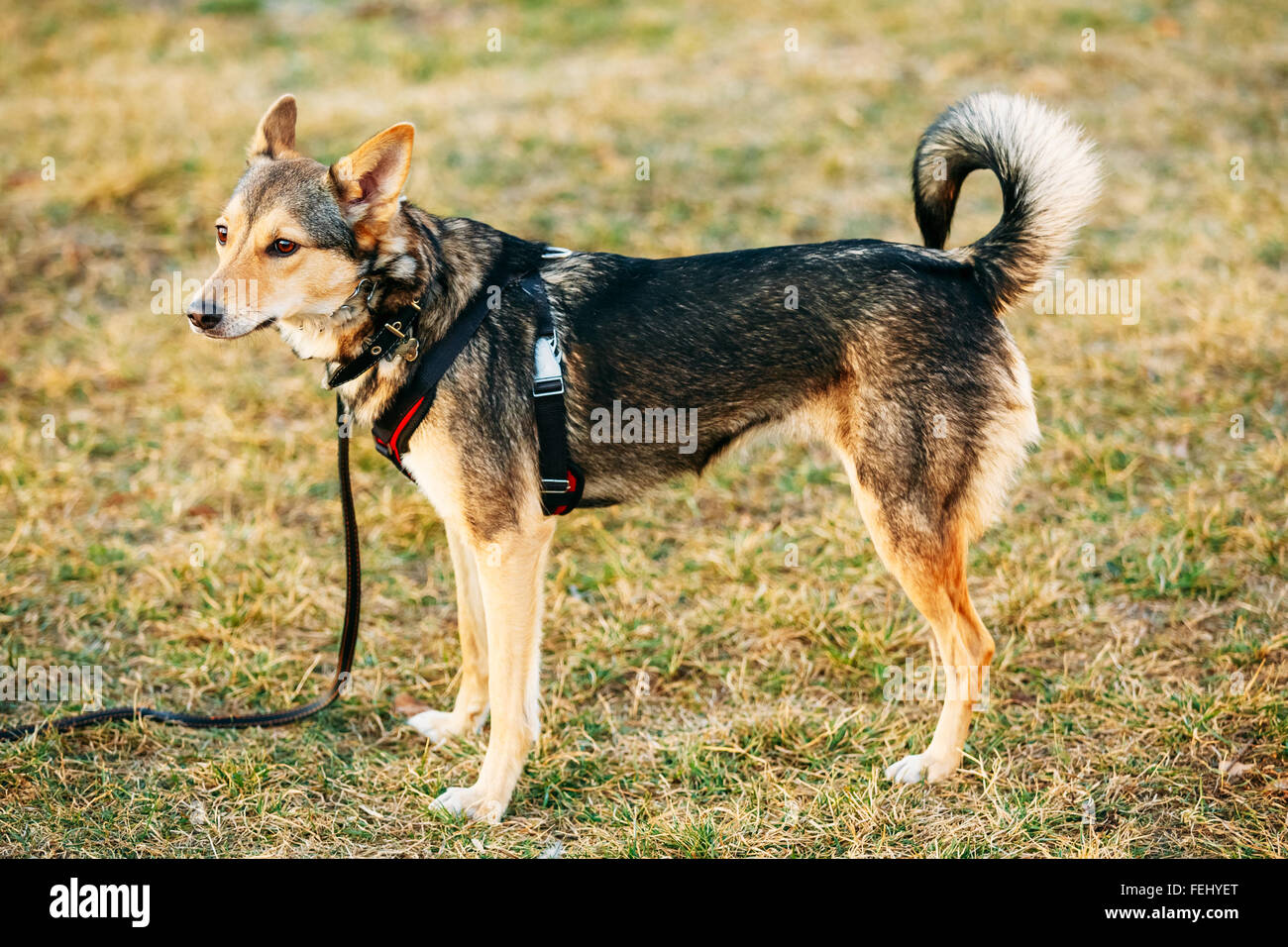 Mixed Breed Medium Size Three Legged Dog Standing Angle Looking Off To ...