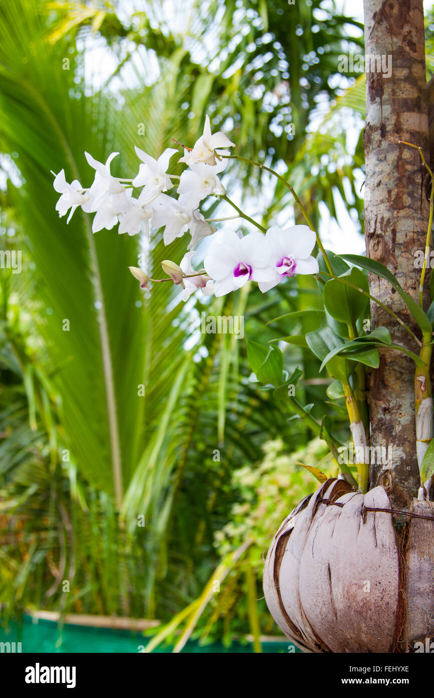 Orchid flowers planted in coconut shell with green palms on background ...