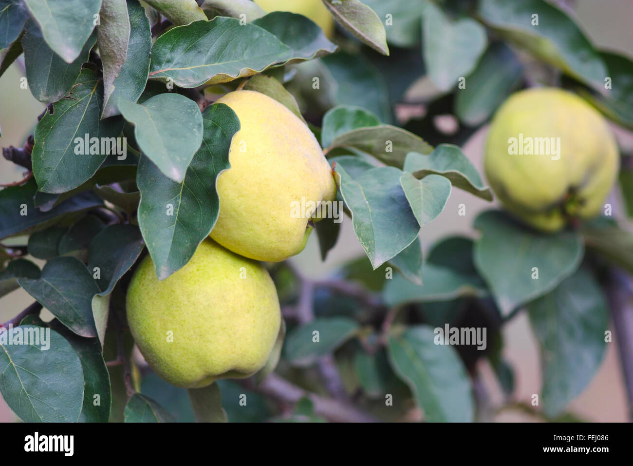 The branch of quince with fruit, close Stock Photo - Alamy