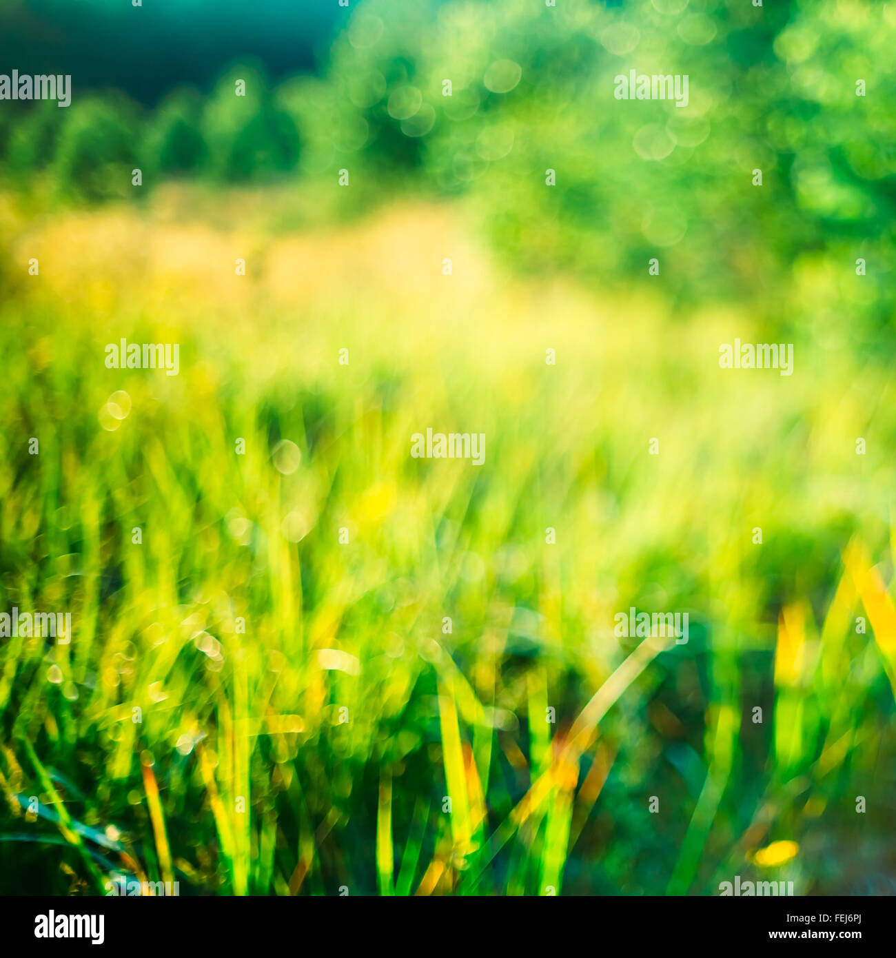 Nature Green Grass Natural Blurred Abstract Background Of Out Of Focus ...