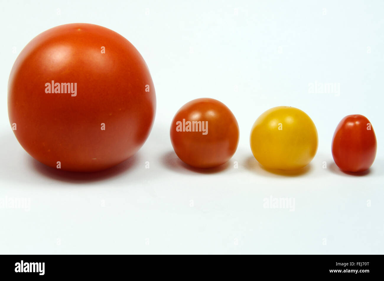 Different sized and types of tomatoes Stock Photo - Alamy