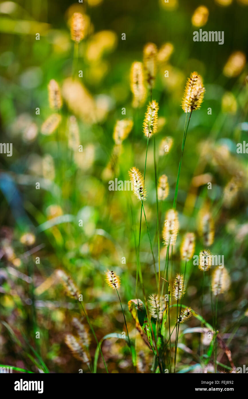 Nature Green Natural Background Of Grass. Bokeh, Boke Green Grass With ...