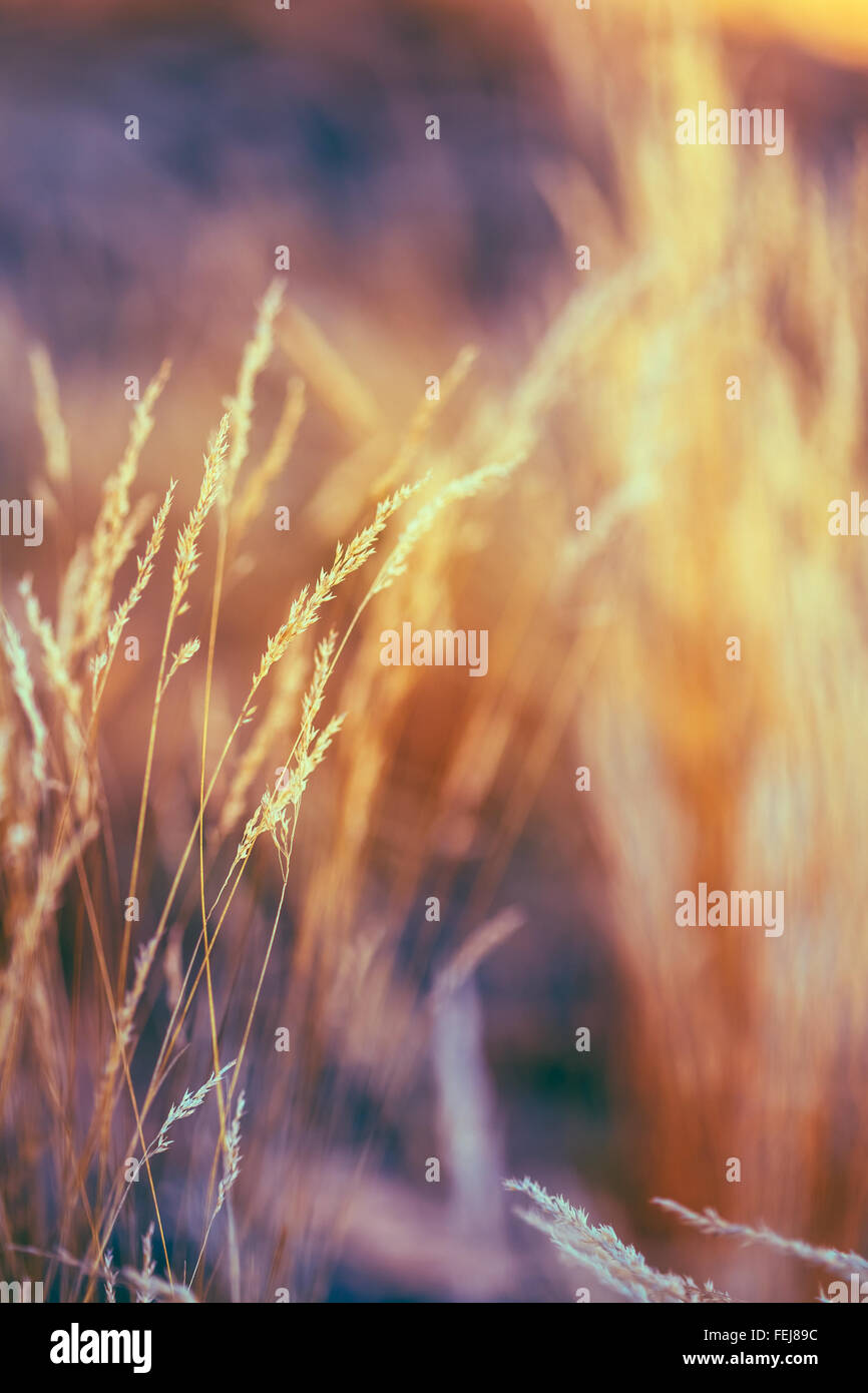 Autumn Nature Natural Background Of Dry Grass. Bokeh, Boke Grass With ...