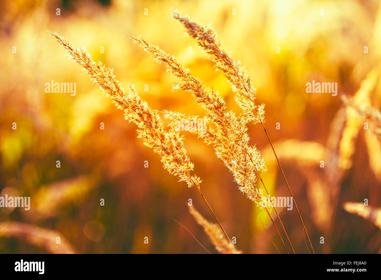 Autumn Nature Natural Background Of Dry Grass. Bokeh, Boke Grass With ...