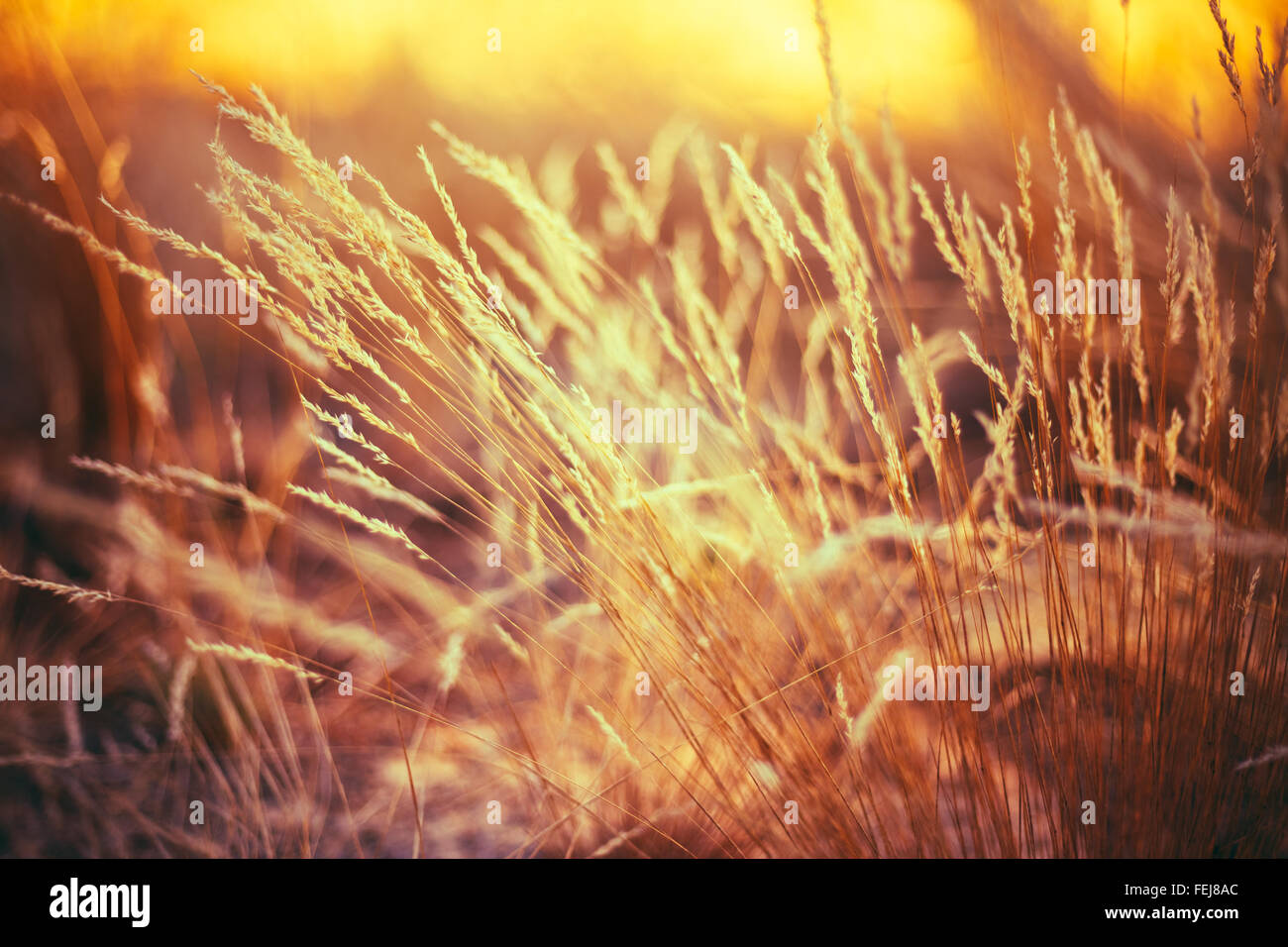 Autumn Nature Natural Background Of Dry Grass. Bokeh, Boke Grass With ...
