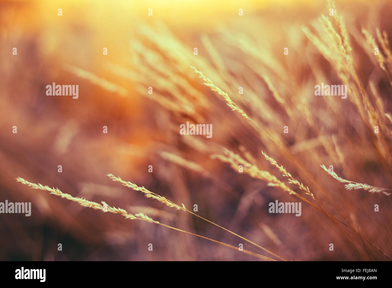 Autumn Nature Natural Background Of Dry Grass. Bokeh, Boke Grass With ...
