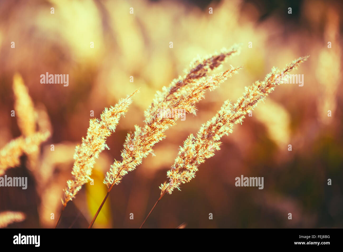 Golden grass texture image dry hi-res stock photography and images - Alamy