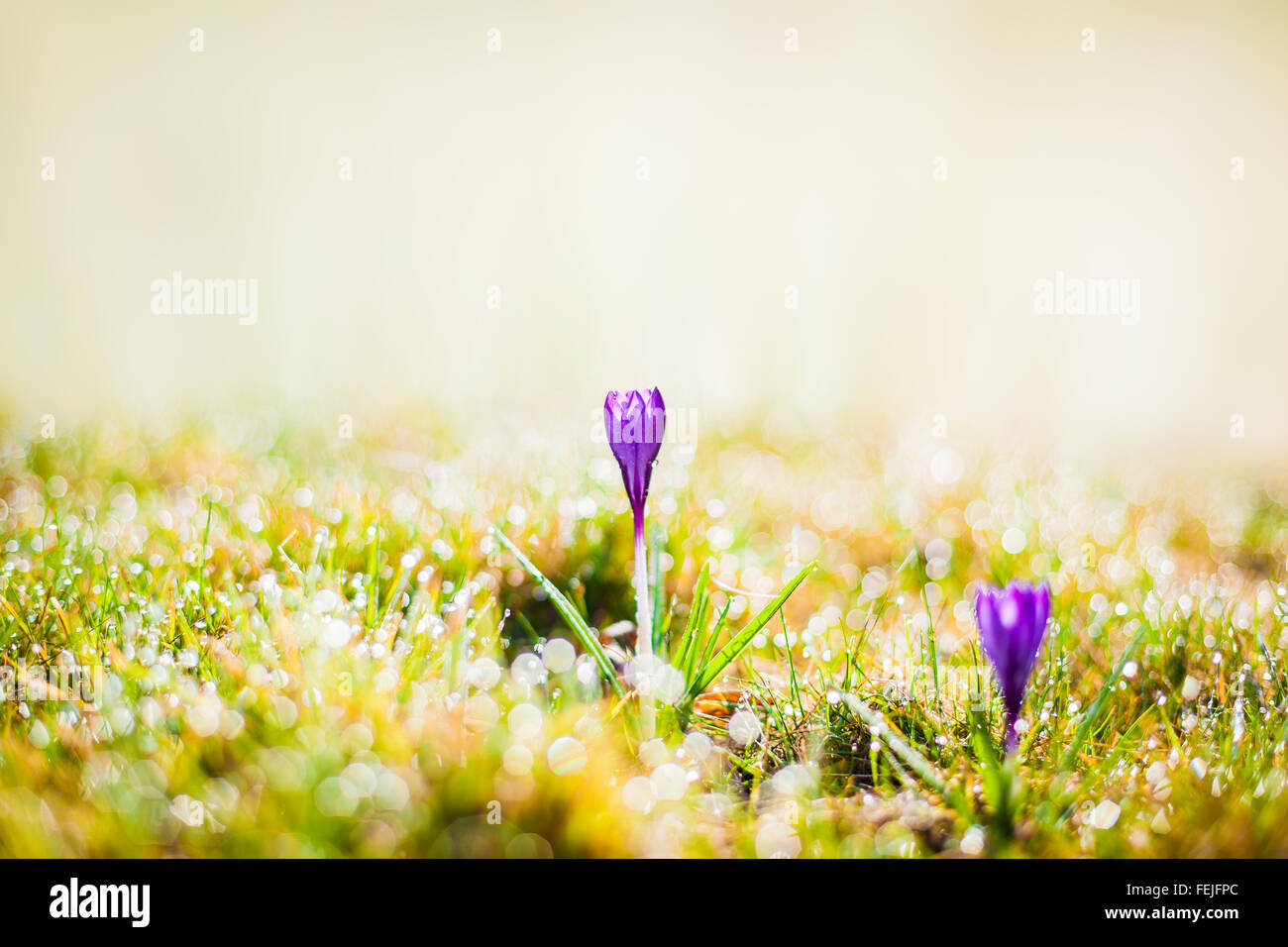 purple crocus on meadow with bokeh Stock Photo - Alamy