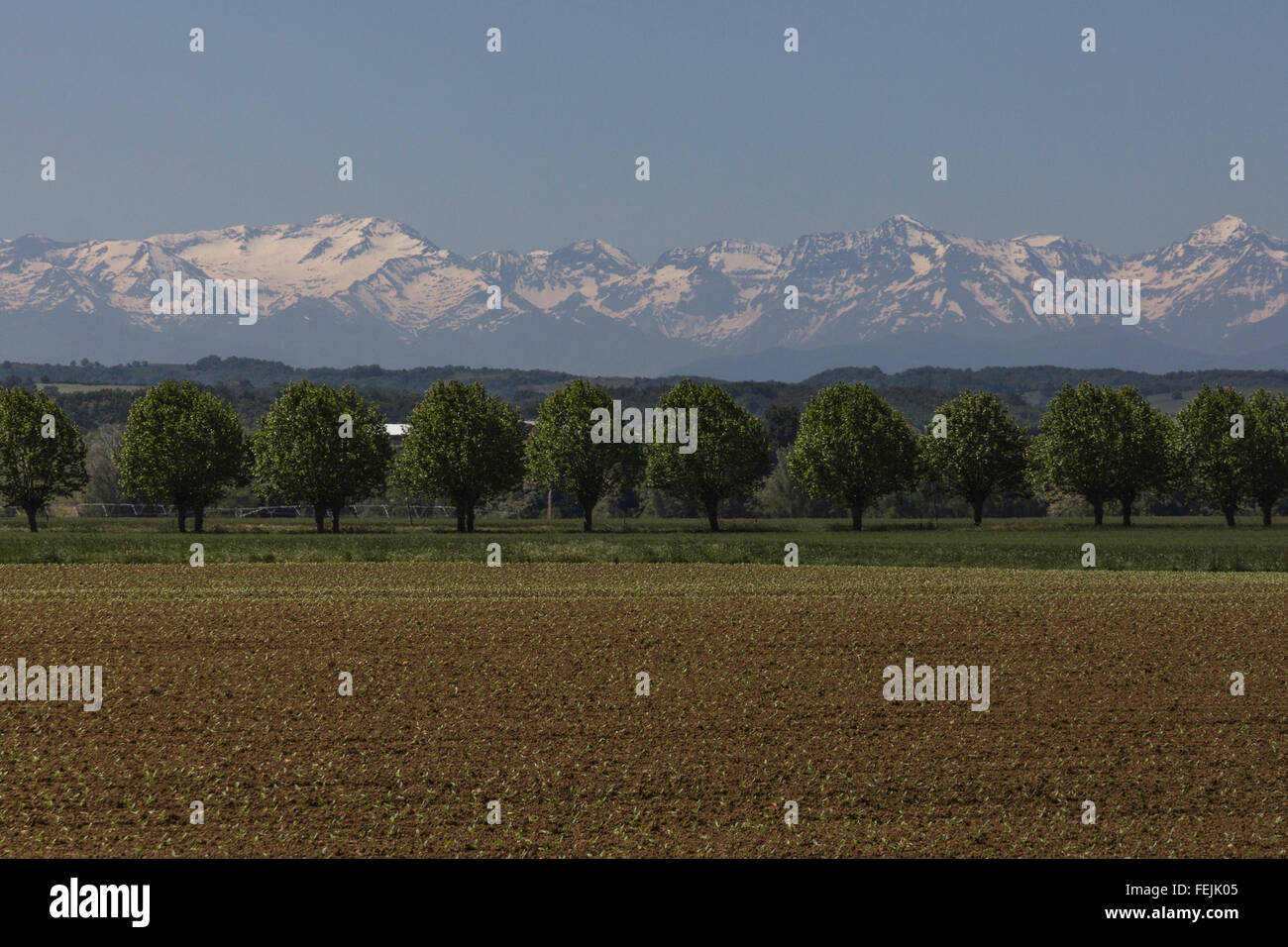 A line of trees Stock Photo - Alamy