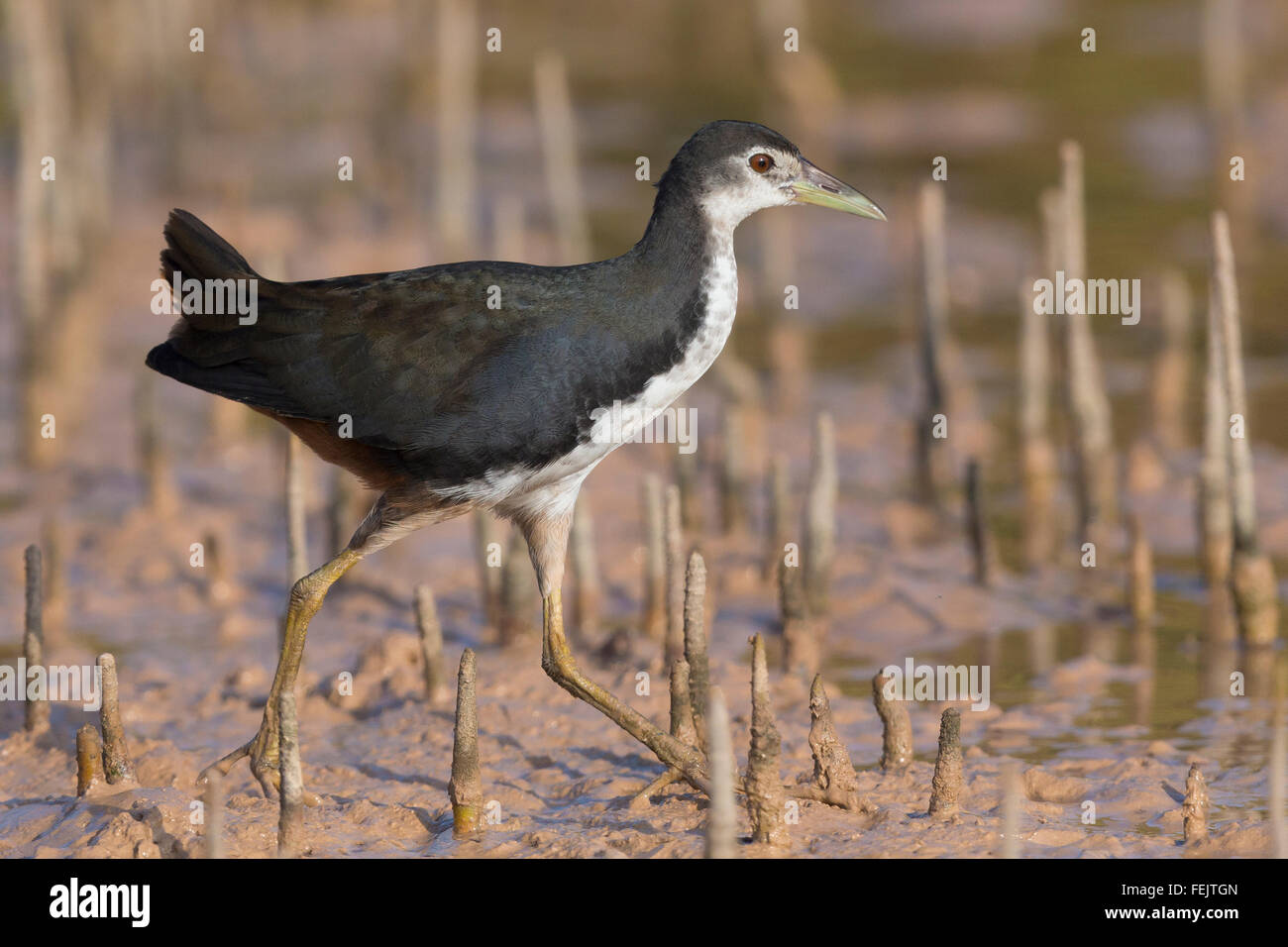 White-breasted Waterhen (Amaurornis phoenicurus), juvenile walking in a ...