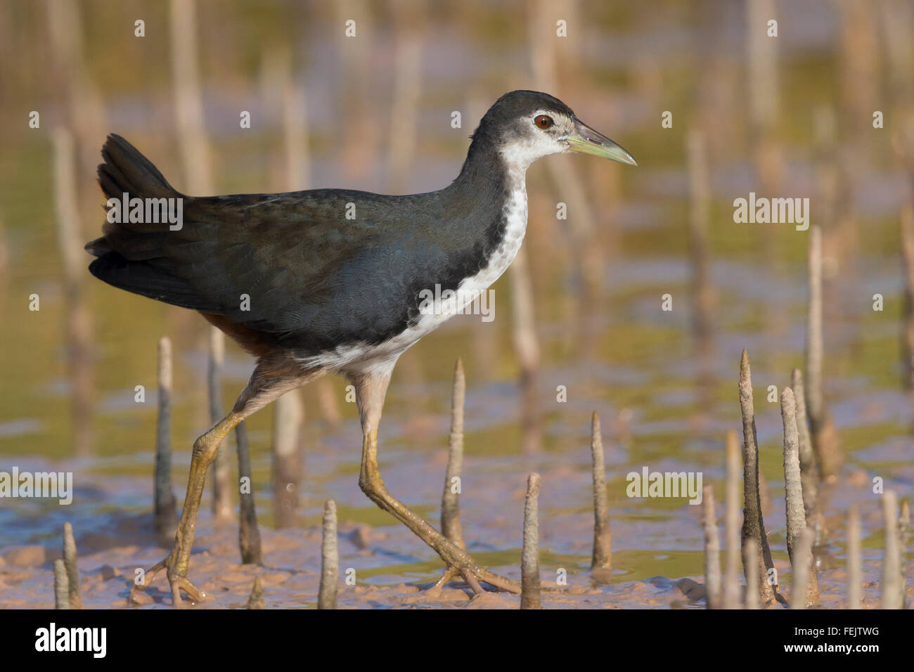 White-breasted Waterhen (Amaurornis phoenicurus), juvenile walking in a ...
