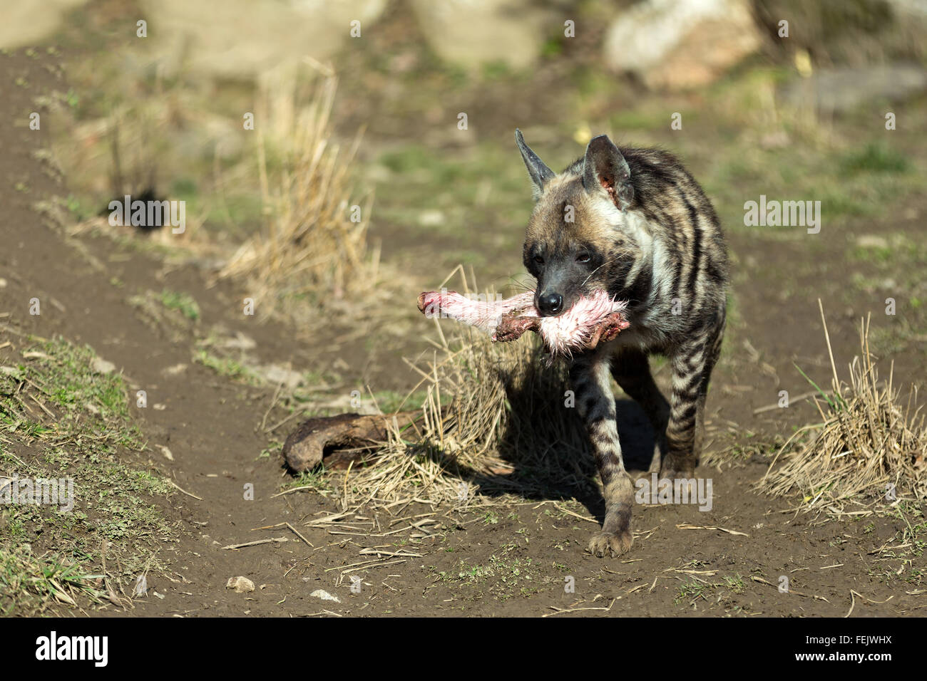 running Striped hyena (Hyaena hyaena) with flesh in mouth Stock Photo ...