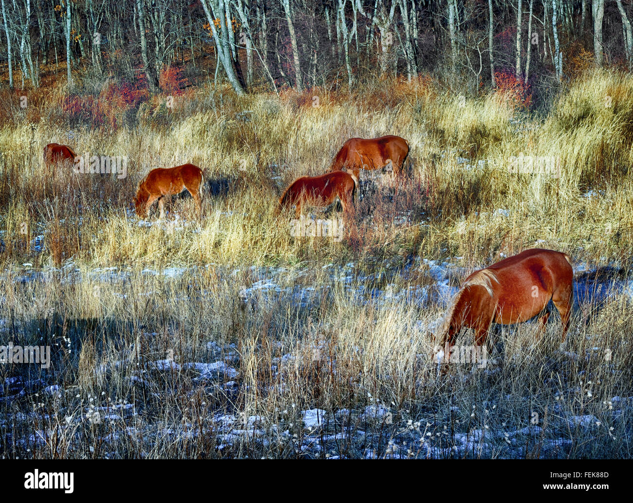 Brown horses graze in hi-res stock photography and images - Alamy
