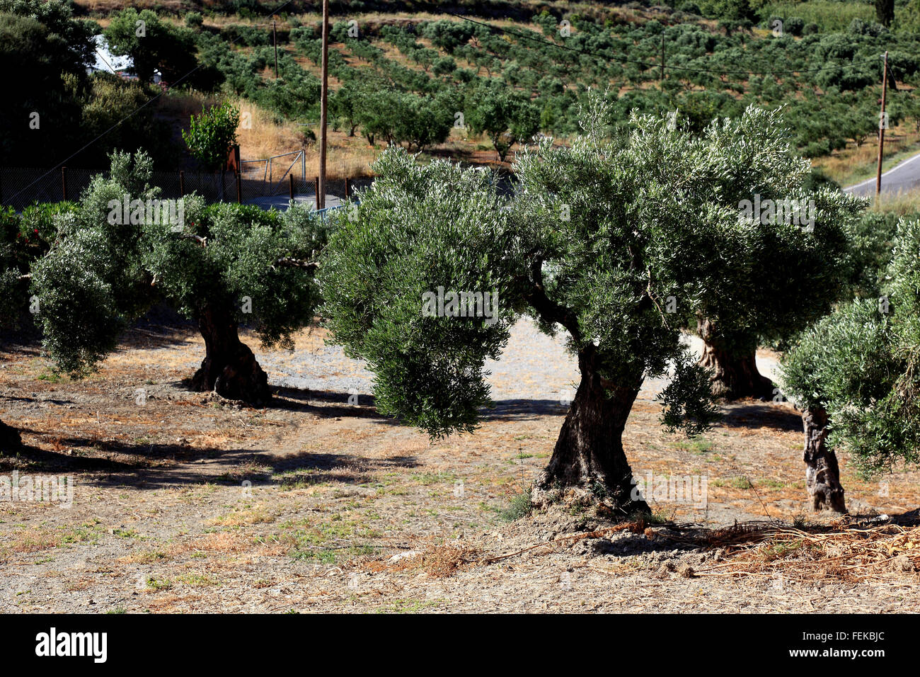 Crete, olive plantations in the south of the island Stock Photo - Alamy