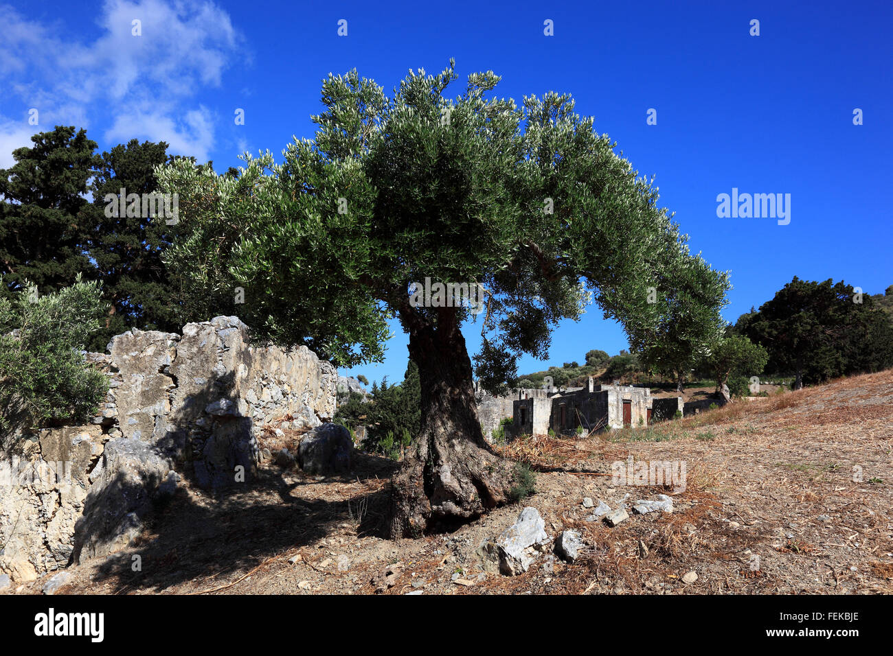 Crete, olive tree before the remains of the old cloister of Preveli ...