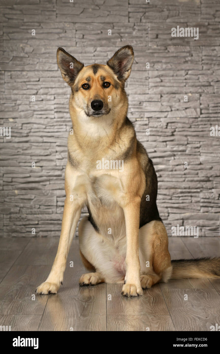 Natural world animal mammals dogs hi-res stock photography and images ...