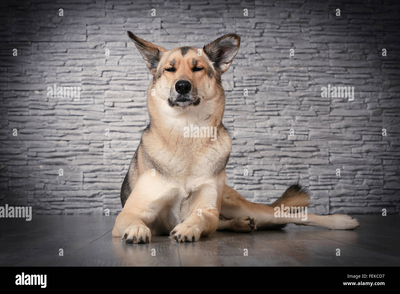 Sheepdog image hi-res stock photography and images - Alamy