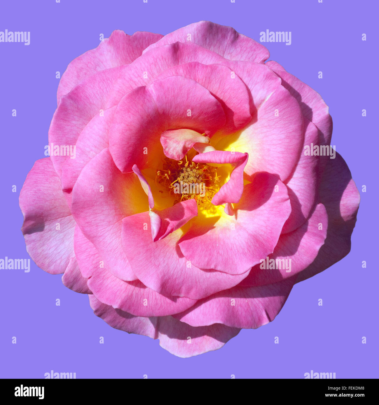 'pink paradise' rose hi-res stock photography and images - Alamy