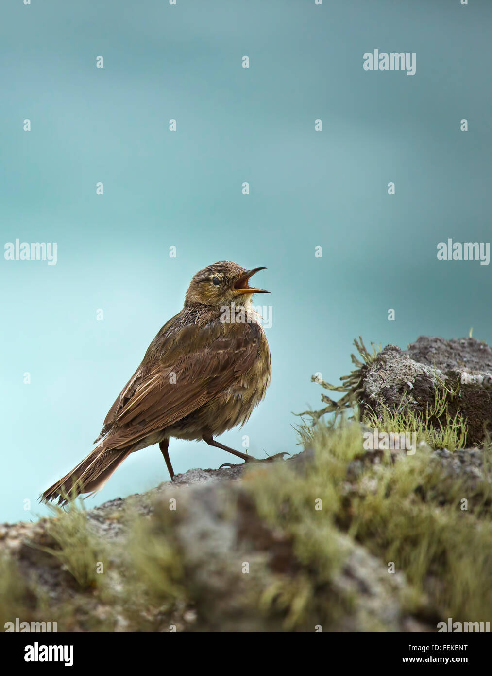 Rock pipit hi-res stock photography and images - Alamy