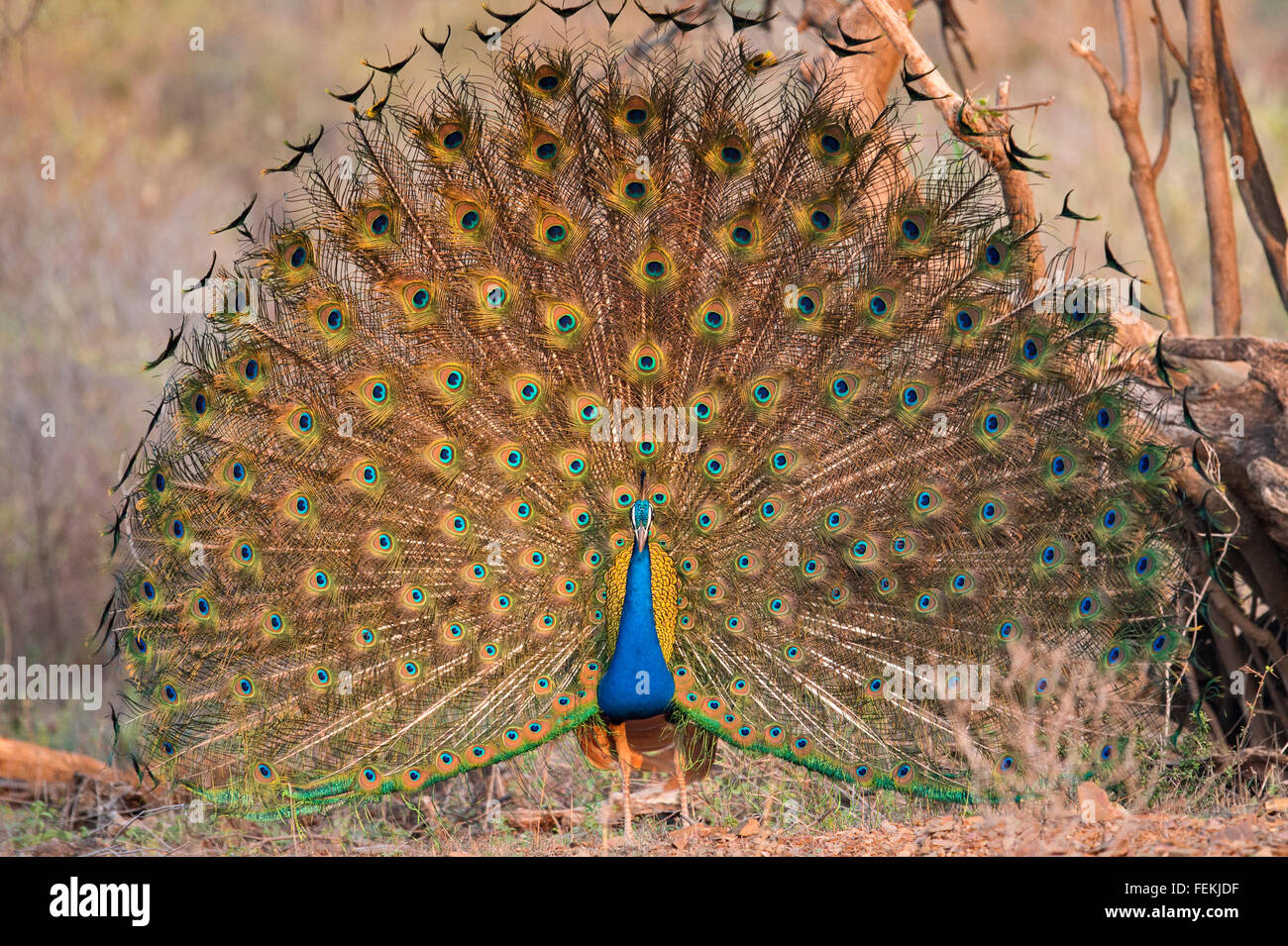 Mating display or dance of a male Indian peafowl's (Pavo cristatus) in ...