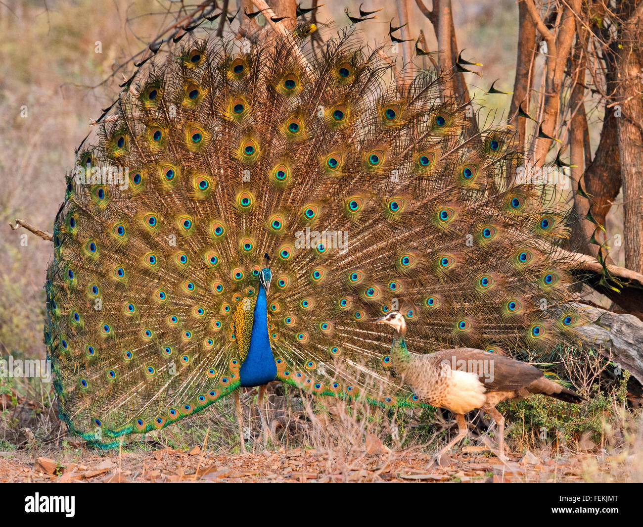 Mating display or dance of a male Indian peafowl's (Pavo cristatus) in ...